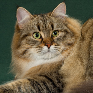 Slava Siberians ~ The Missouri Home of Hypoallergenic Cats near St ...